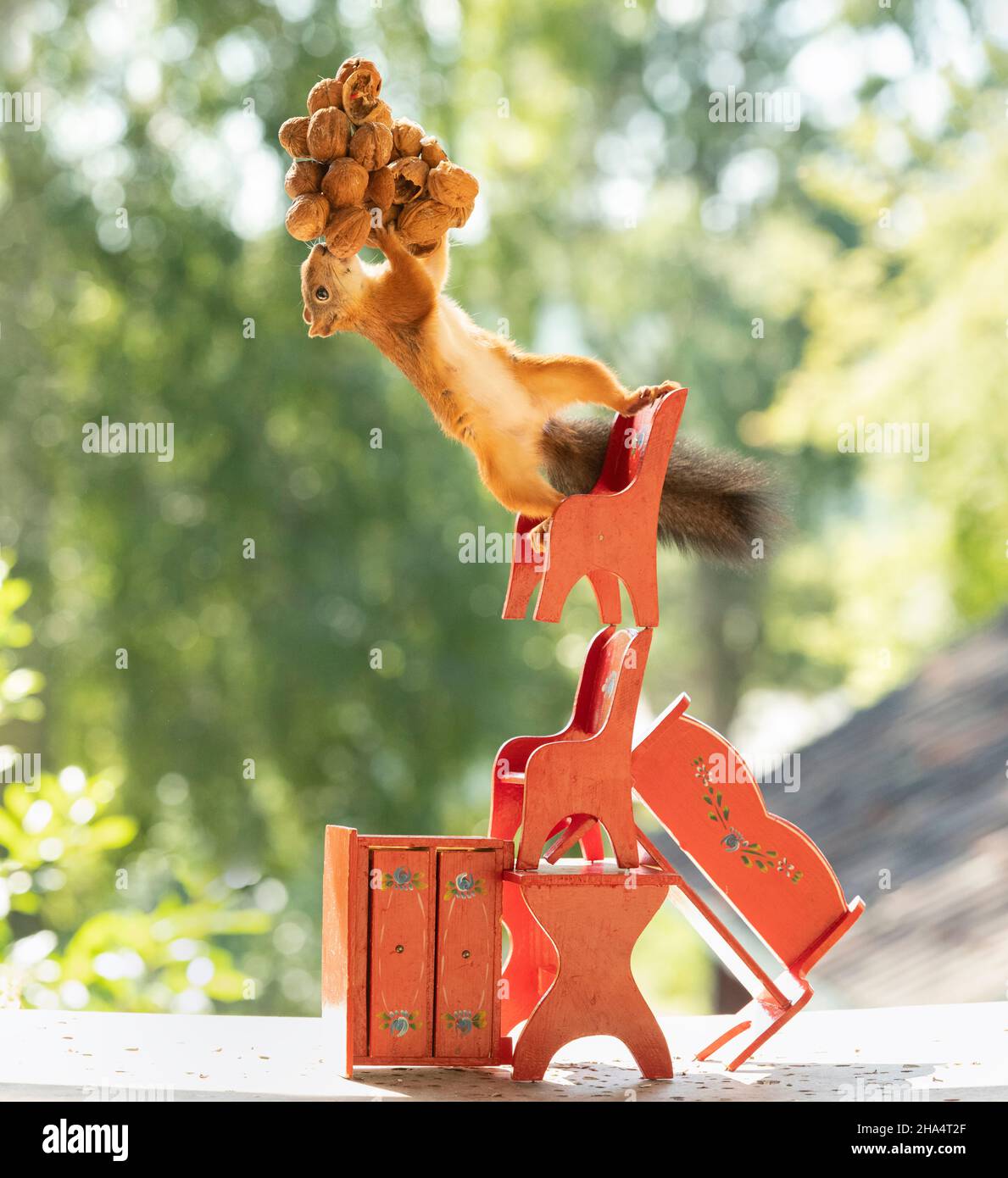 Squirrel on chairs hi-res stock photography and images - Alamy