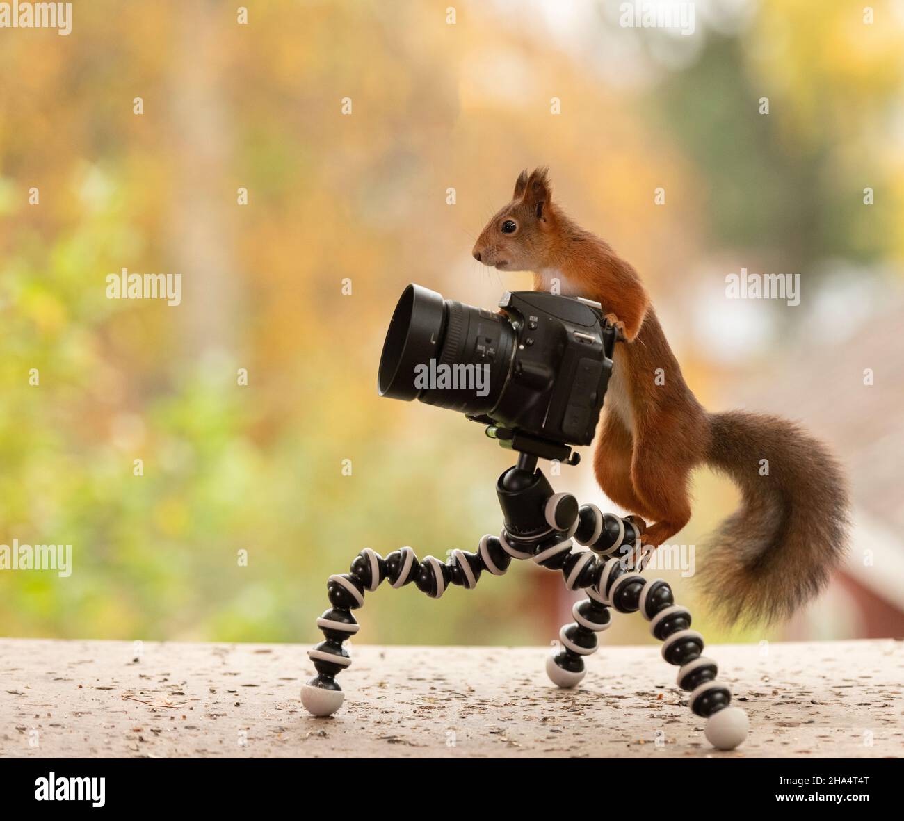 Photo of a red squirrel hi-res stock photography and images - Alamy