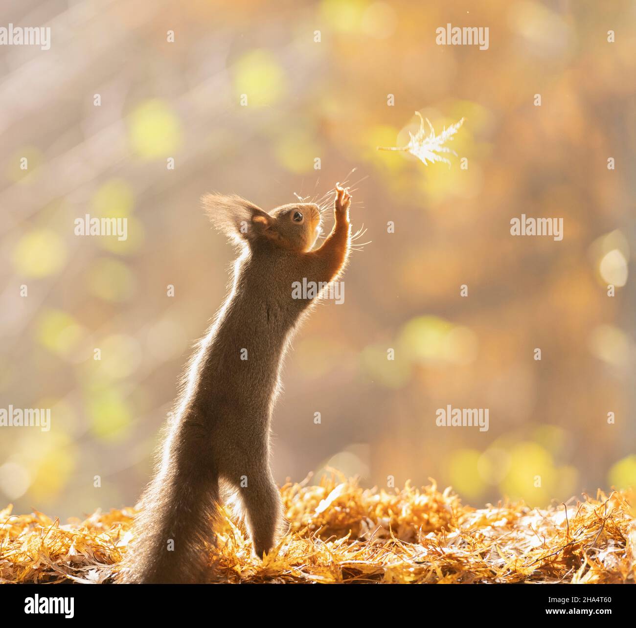 Red squirrel is reaching for a leaf hi-res stock photography and images ...