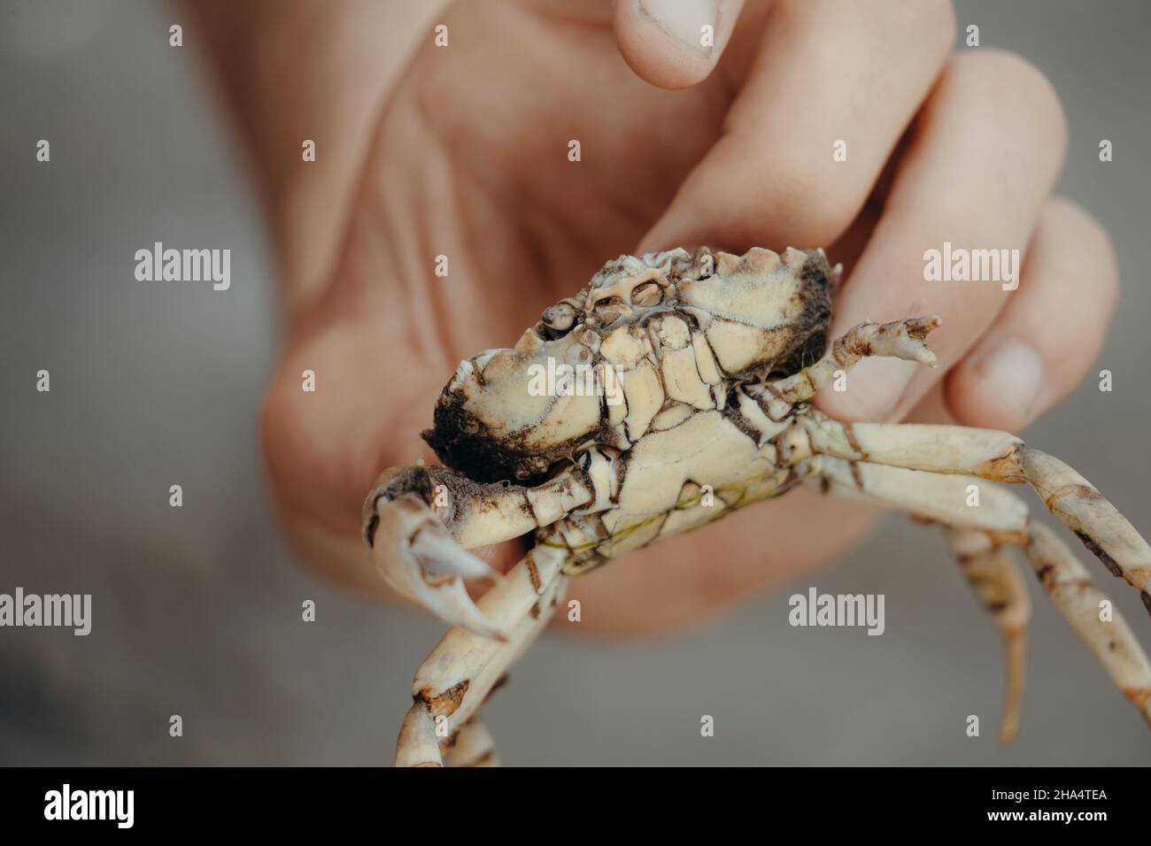 common beach crab,carcinus maenas,wadden sea,st. peter ording,north sea ...