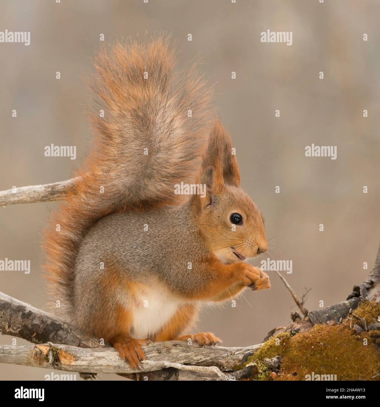 Smiling face hi-res stock photography and images - Alamy