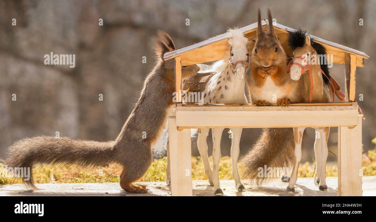 Red squirrels with a horse hi-res stock photography and images - Alamy