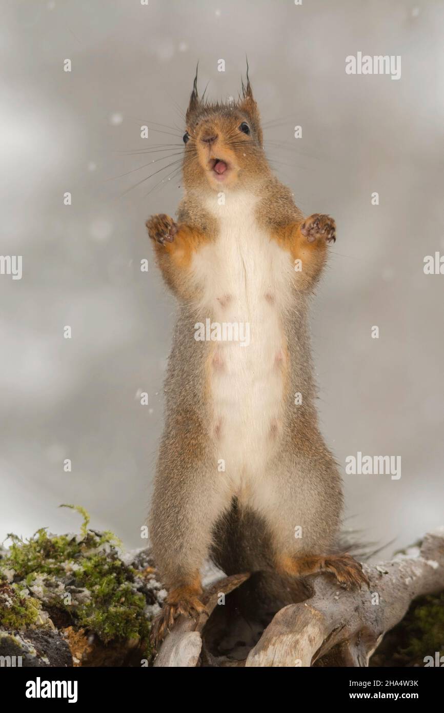 Mouth open close up shout hi-res stock photography and images - Alamy