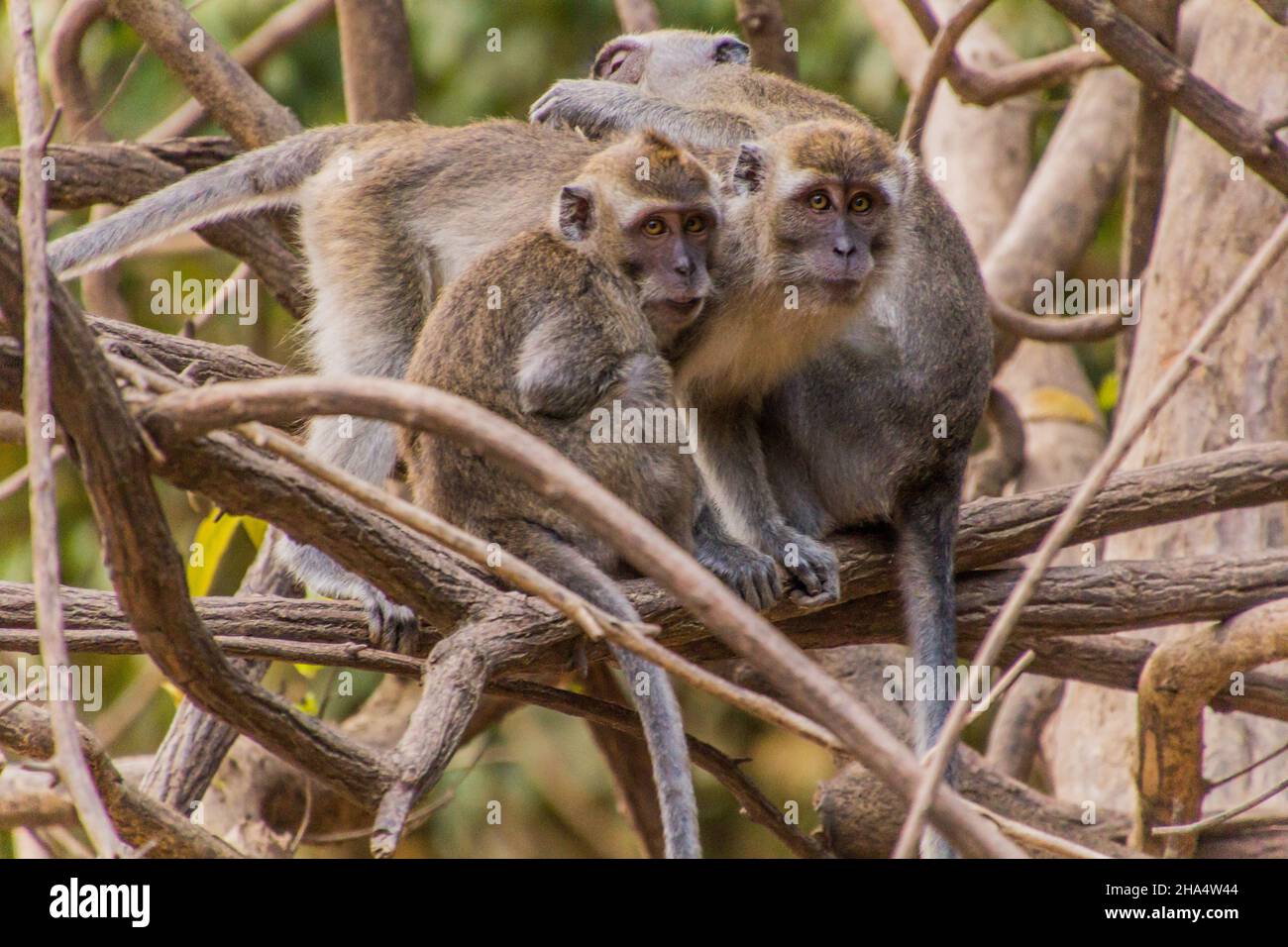 Group of macaques near Kinabatangan river, Sabah, Malaysia Stock Photo ...