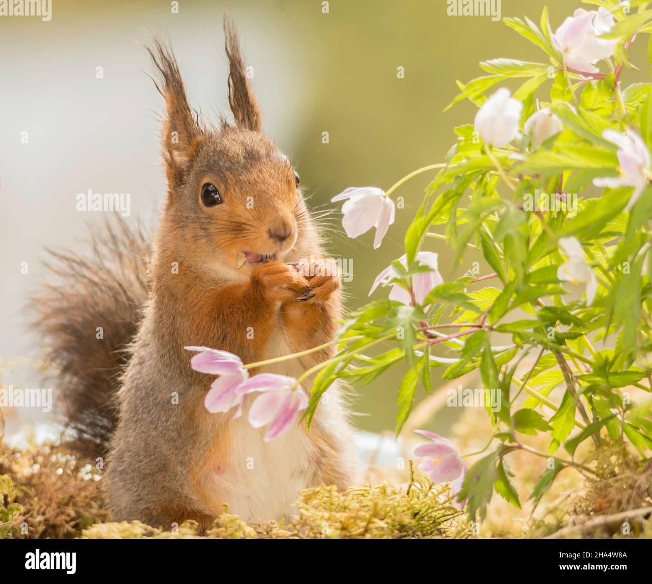 Squirrel tongue out hi-res stock photography and images - Alamy
