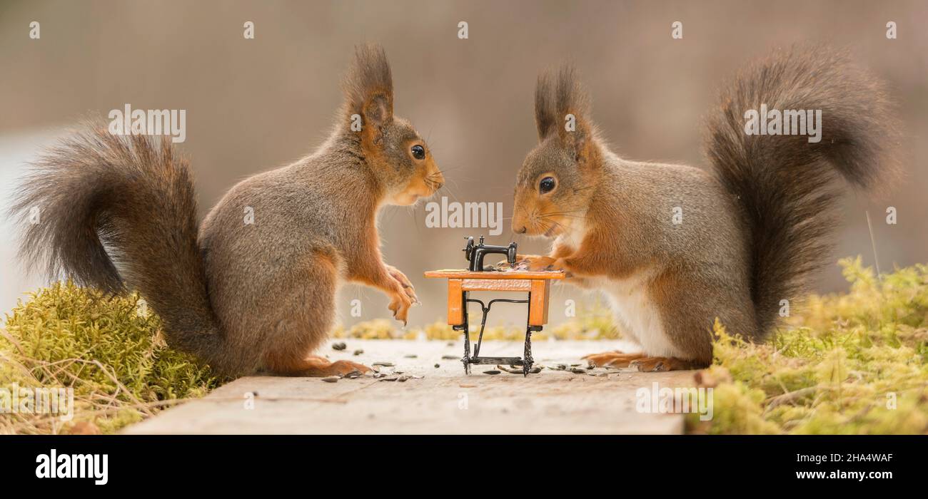 Dress up sewing machine hi-res stock photography and images - Alamy