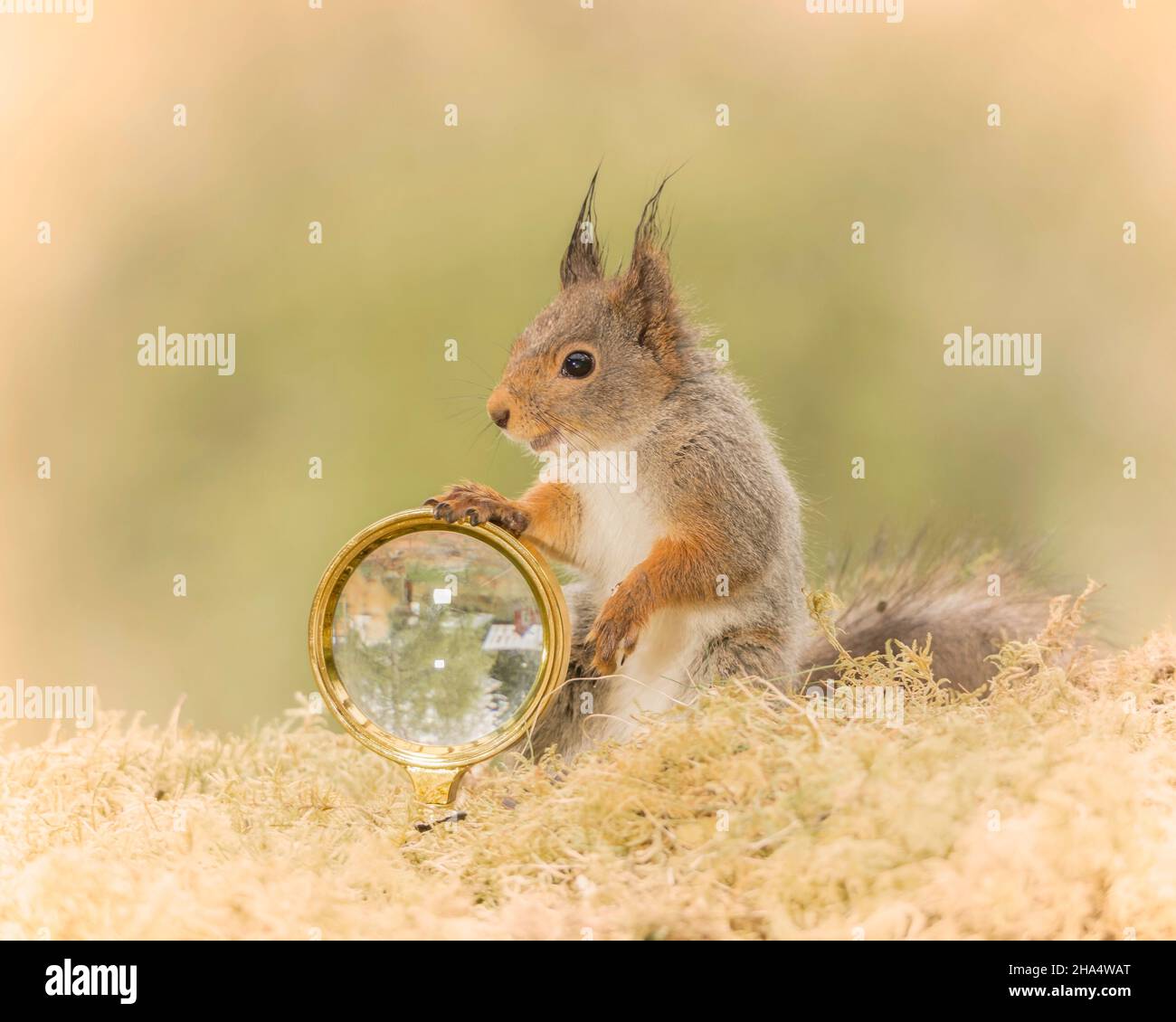A magnifying glass hi-res stock photography and images - Alamy