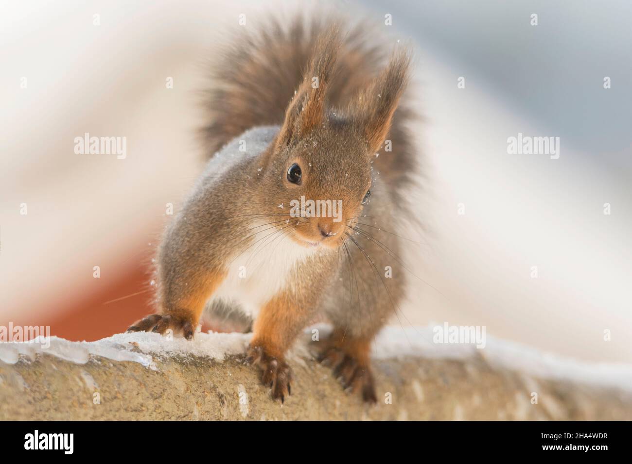 Face in profile hi-res stock photography and images - Alamy