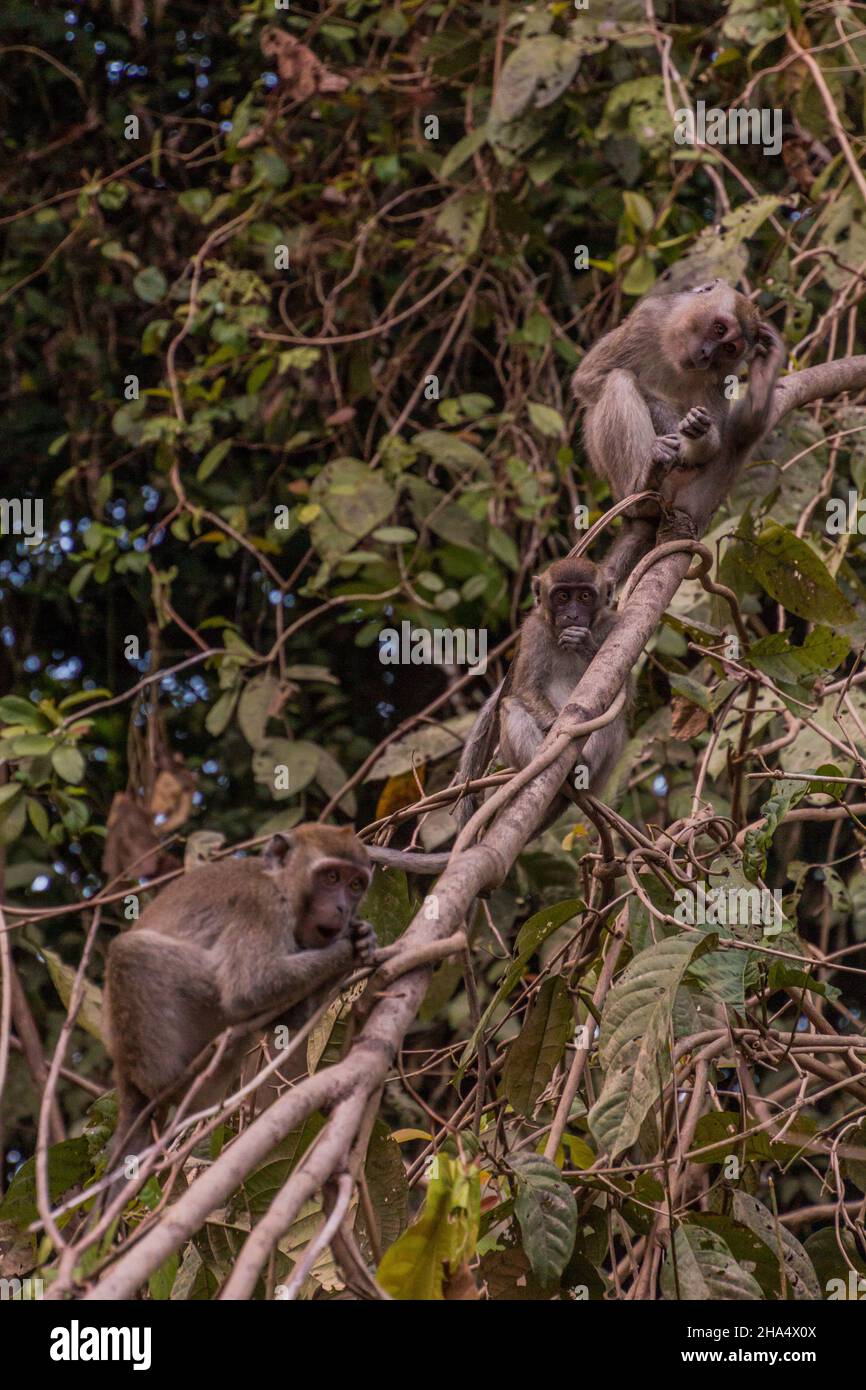 Group of macaques near Kinabatangan river, Sabah, Malaysia Stock Photo ...