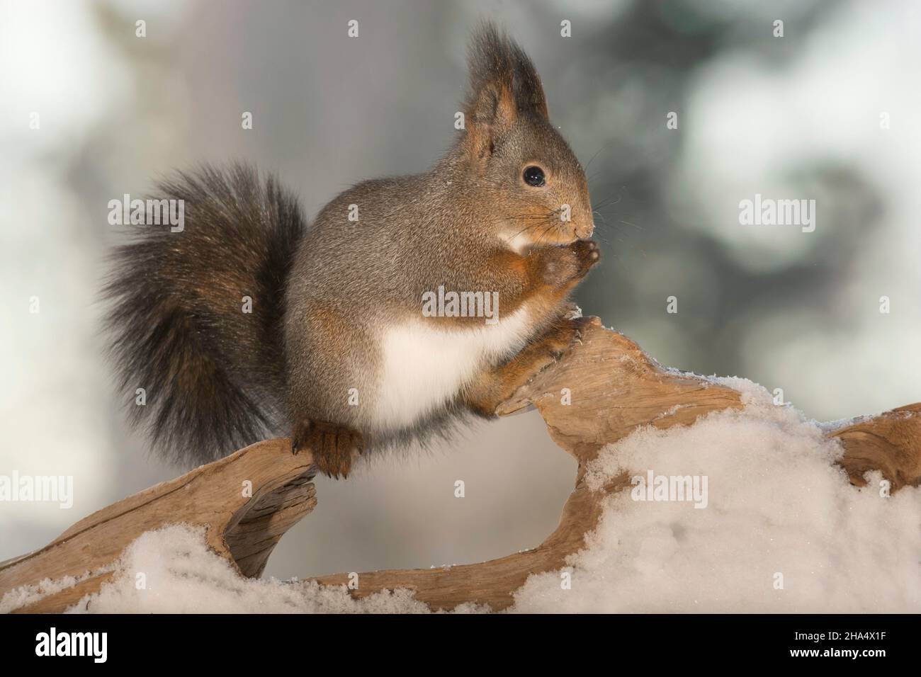 Tree trunk legs hi-res stock photography and images - Alamy
