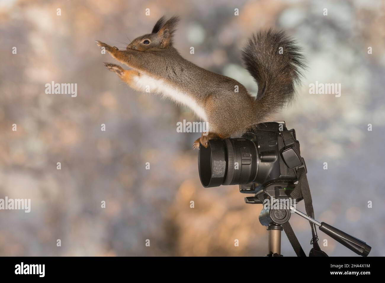 close up of red squirrels on a camera reaching out Stock Photo - Alamy