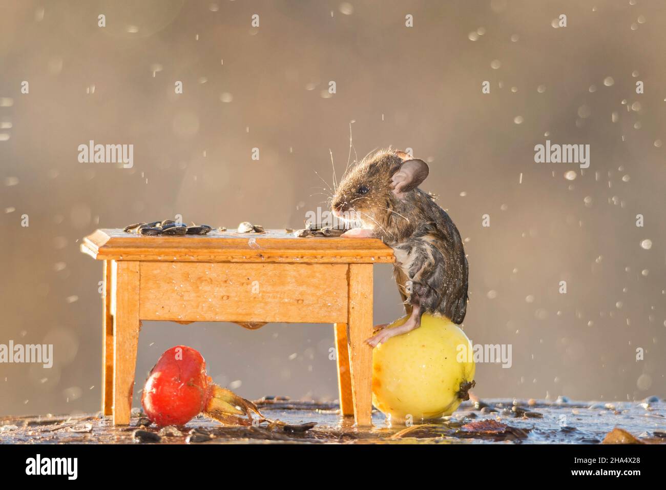 Wet mouse hi-res stock photography and images - Alamy