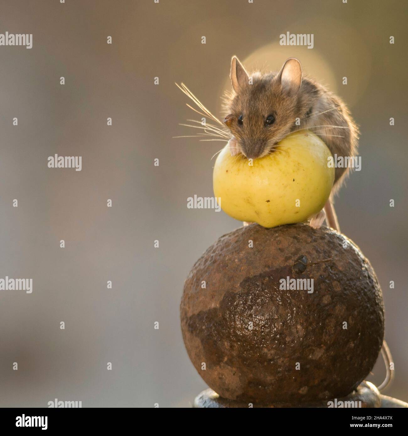 Apple ball hi-res stock photography and images - Alamy