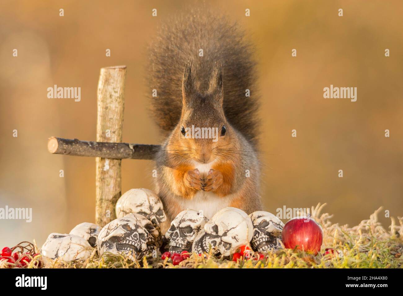 red squirrel standing with skulls and a cross Stock Photo - Alamy