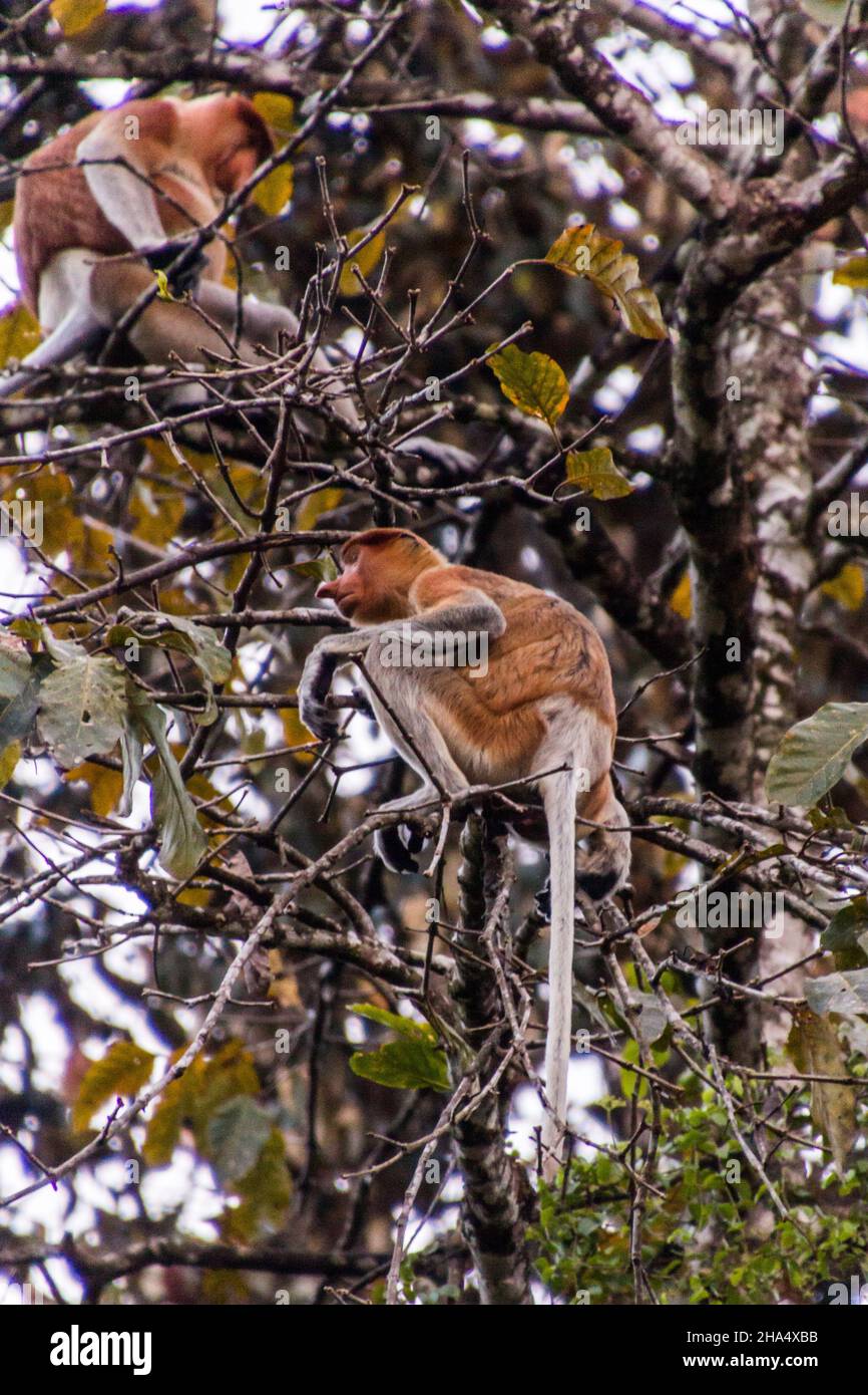 Proboscis Monkey Nest