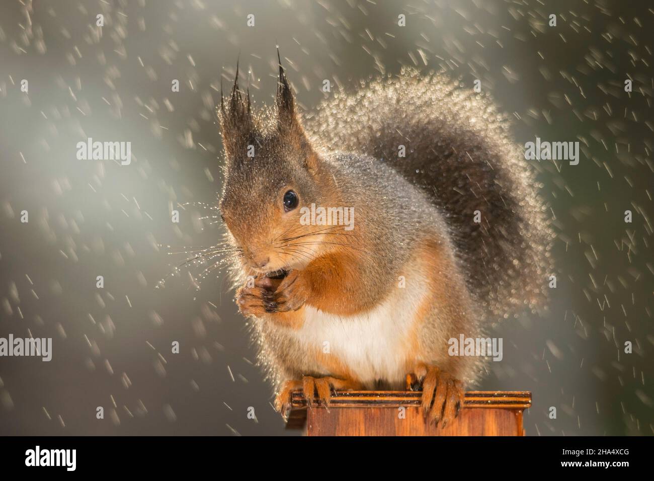 Sciuridae in rain hi-res stock photography and images - Alamy