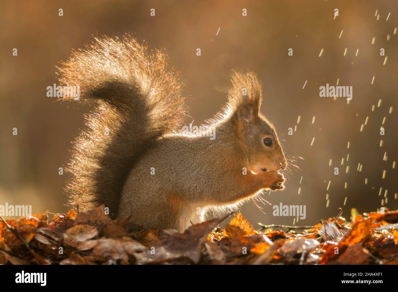 Sciuridae in rain High Resolution Stock Photography and Images - Alamy