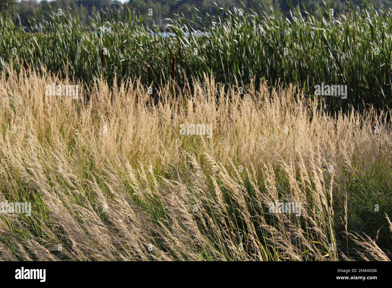 Wetland tall grasses hi-res stock photography and images - Alamy