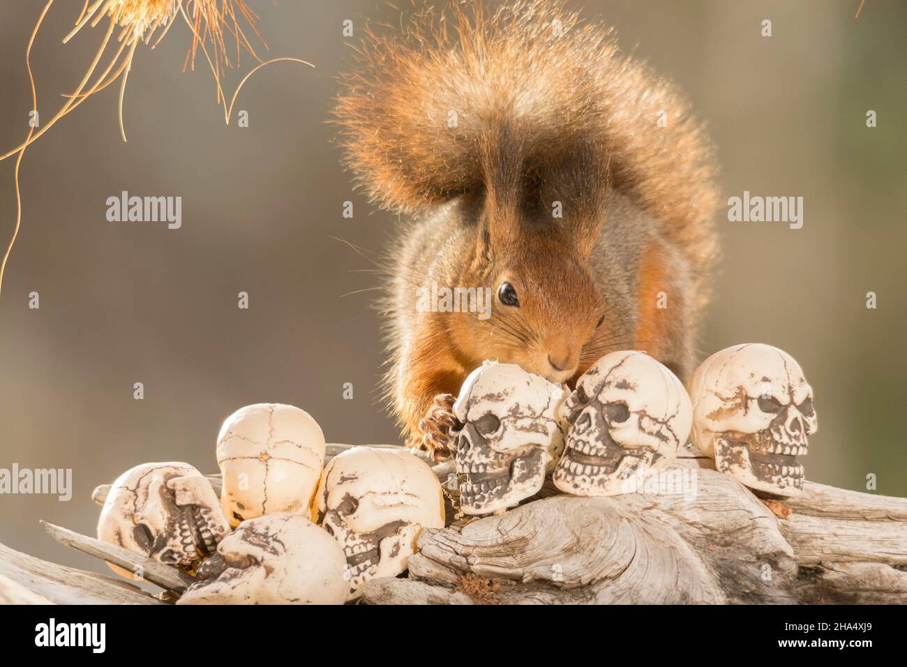 Spooky pram hi-res stock photography and images - Alamy