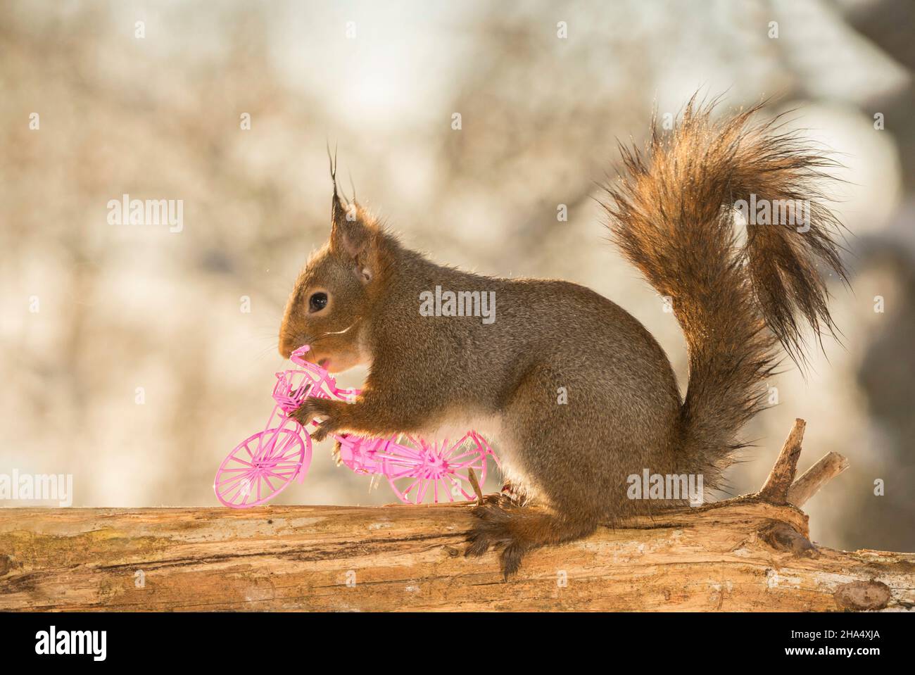 Red branch cycle hi-res stock photography and images - Alamy