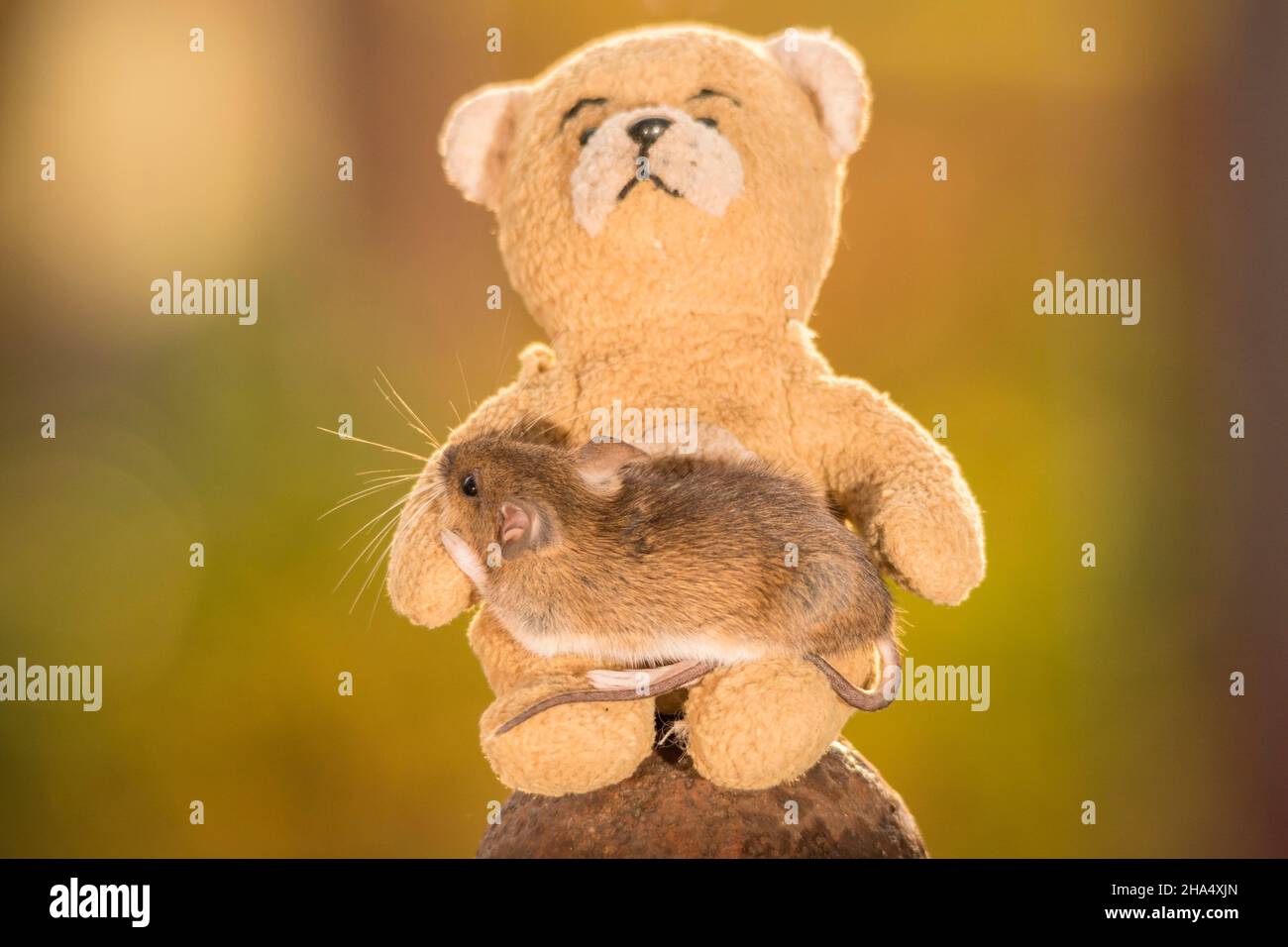 Bear mouse hi-res stock photography and images - Alamy