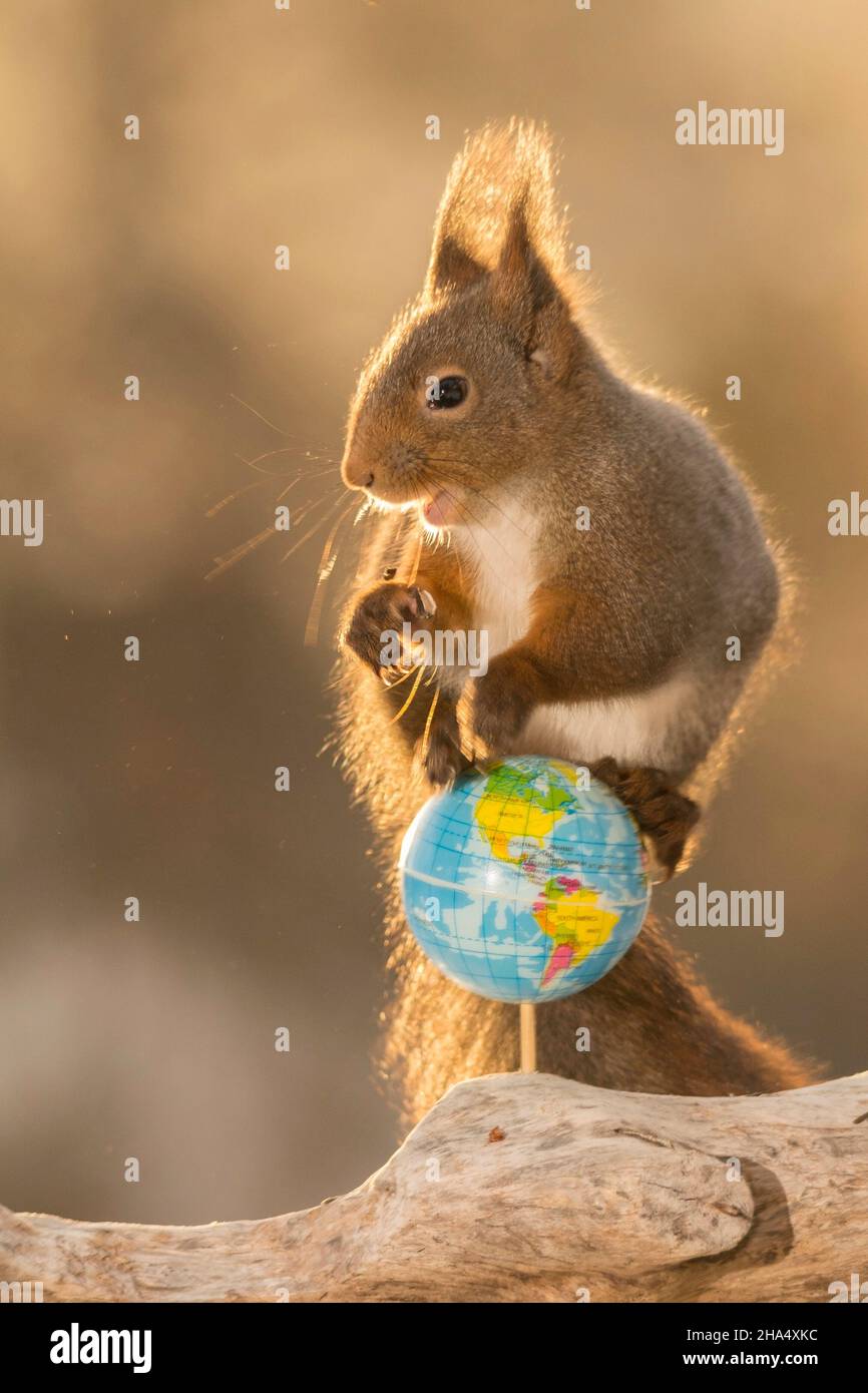 Red squirrel is standing on earth hi-res stock photography and images ...