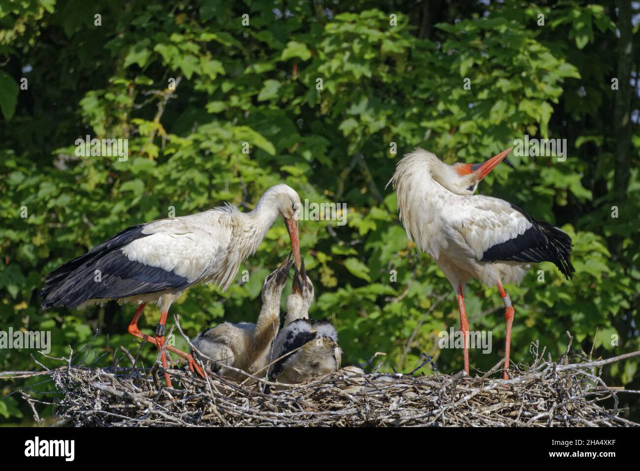 Bunch of storks hi-res stock photography and images - Alamy