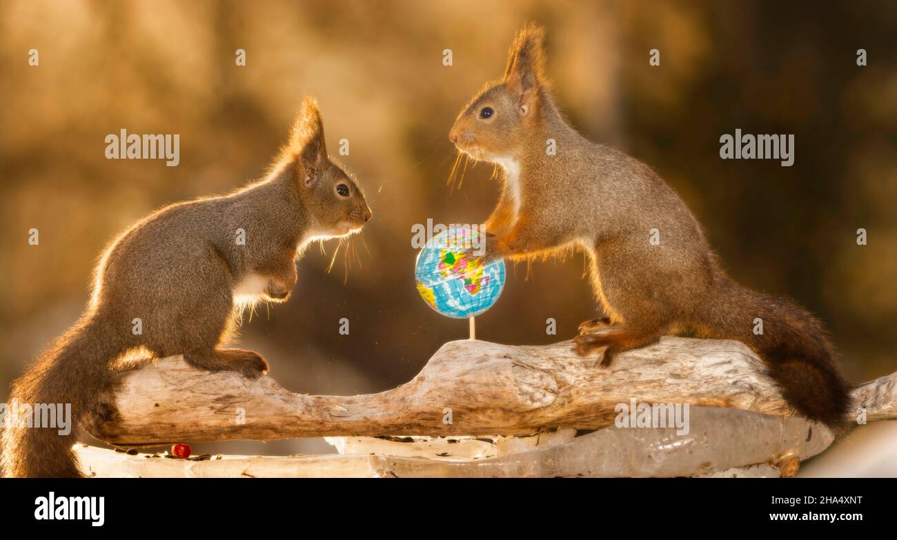 Red squirrel is standing on earth hi-res stock photography and images ...