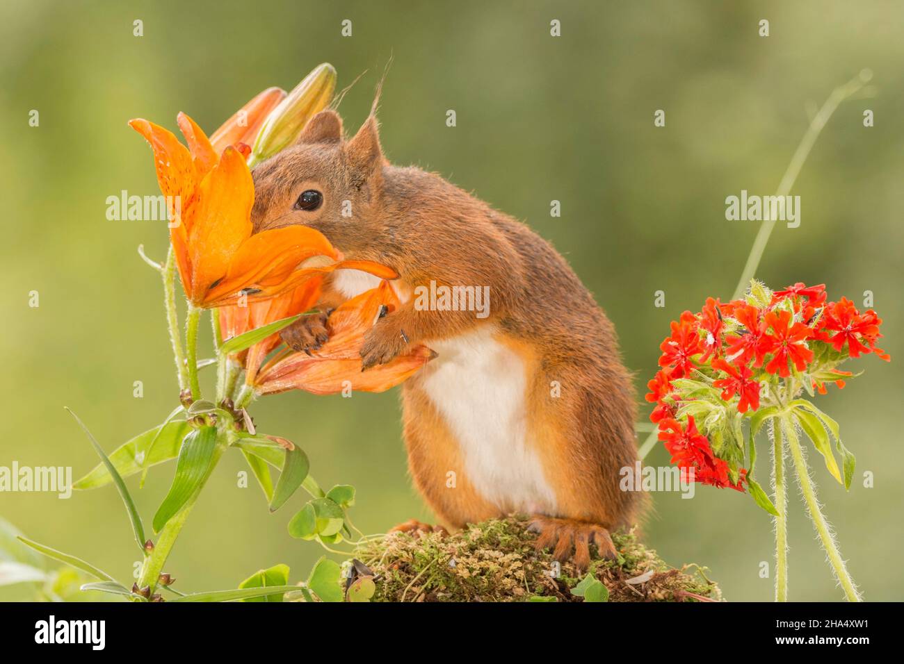 Red squirrel smelling lilium flowers hi-res stock photography and ...