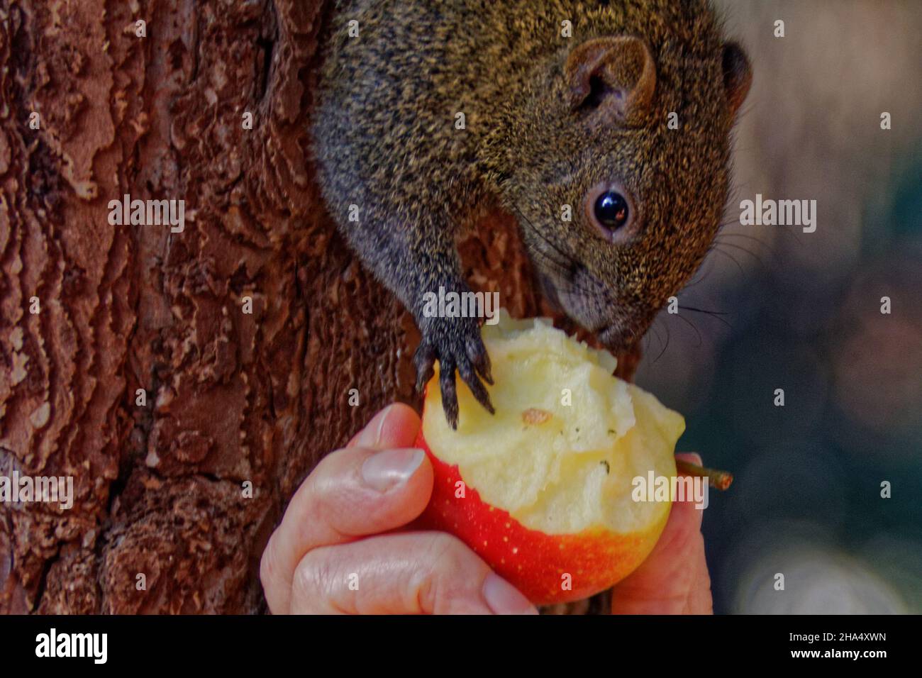 Closeup shot of a squirrel eating an apple from a human's hand Stock ...