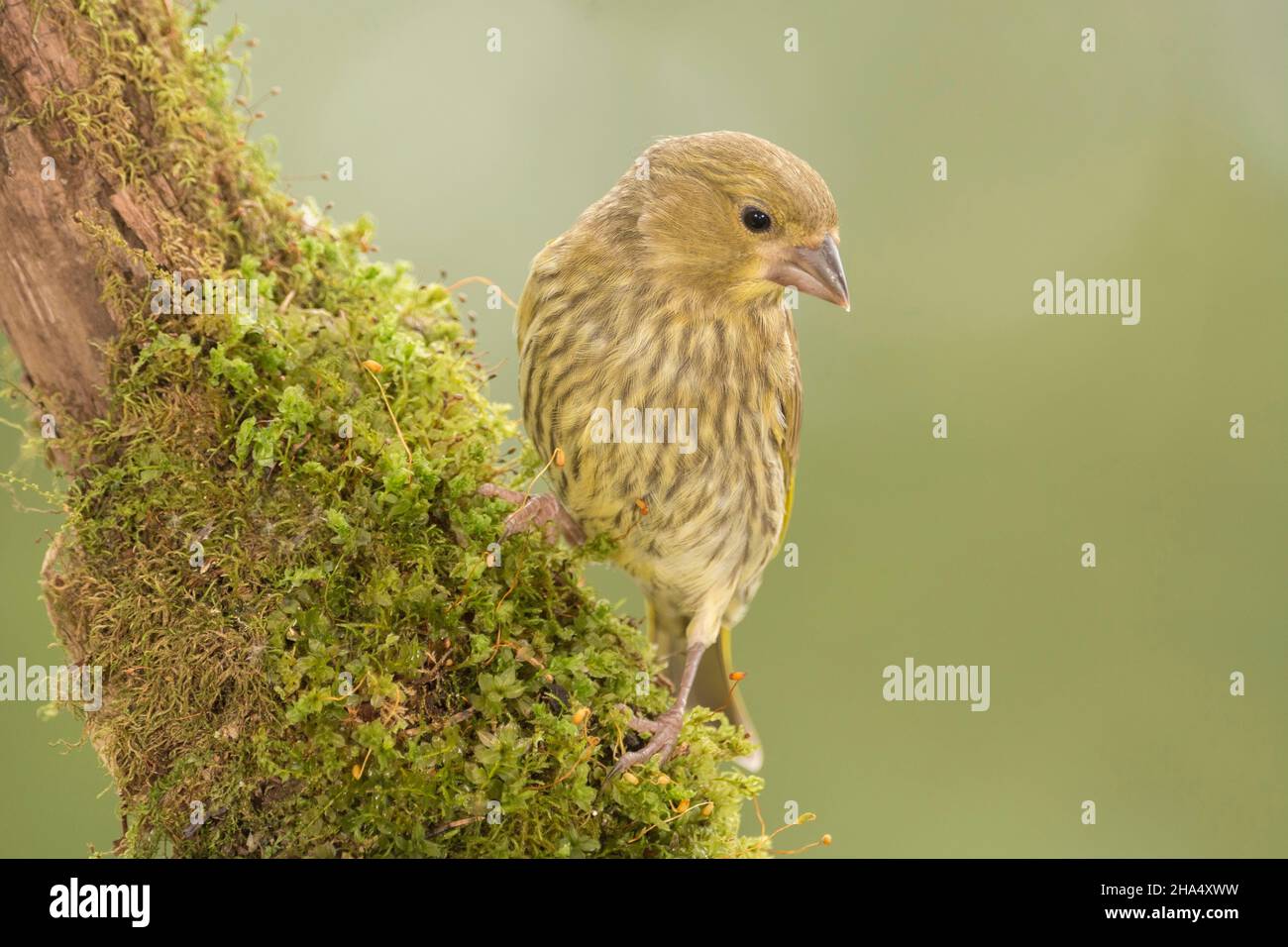 Green finch hi-res stock photography and images - Alamy