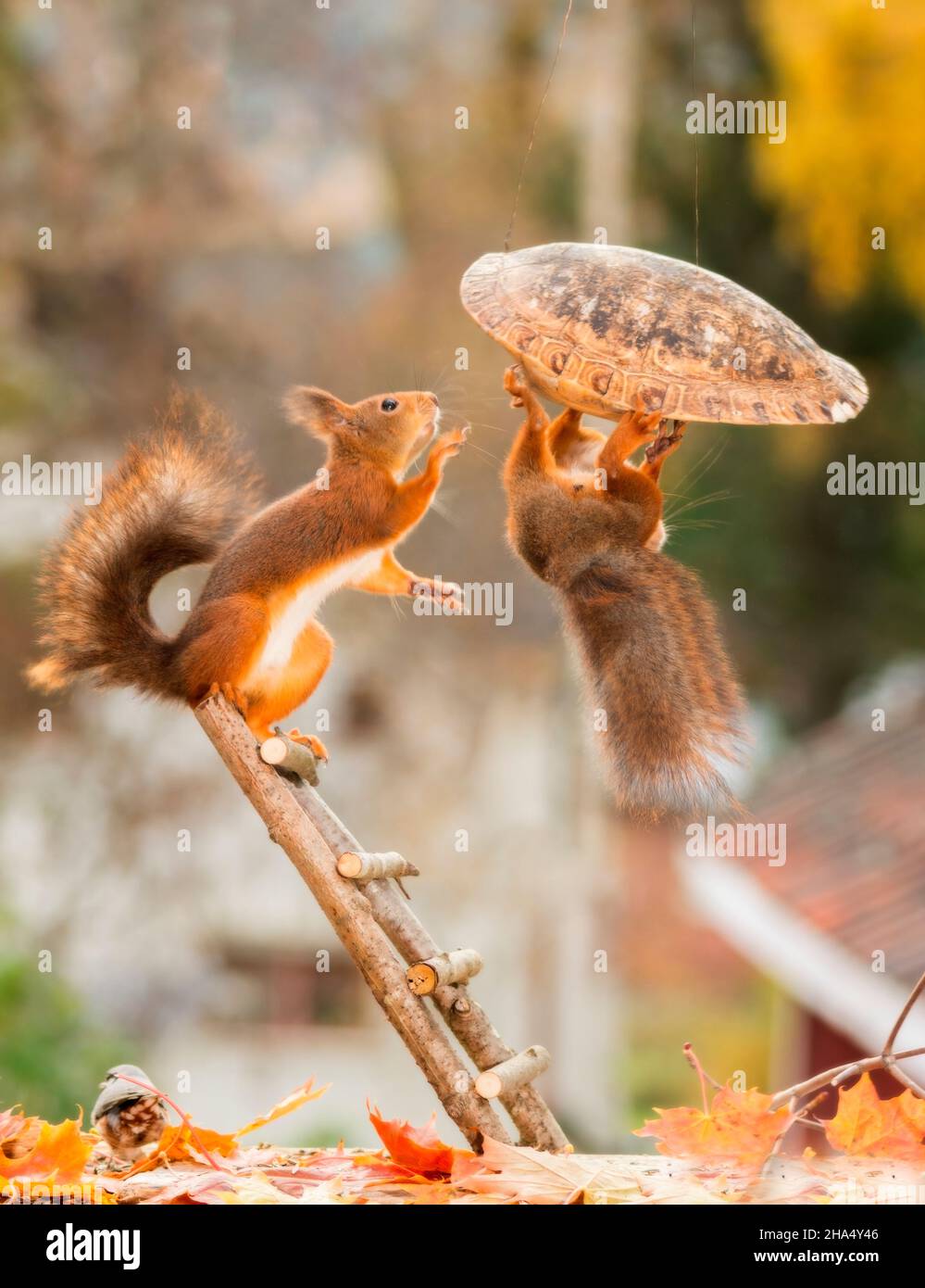 red squirrel standing on stairs another hanging beneath a turtle shell ...