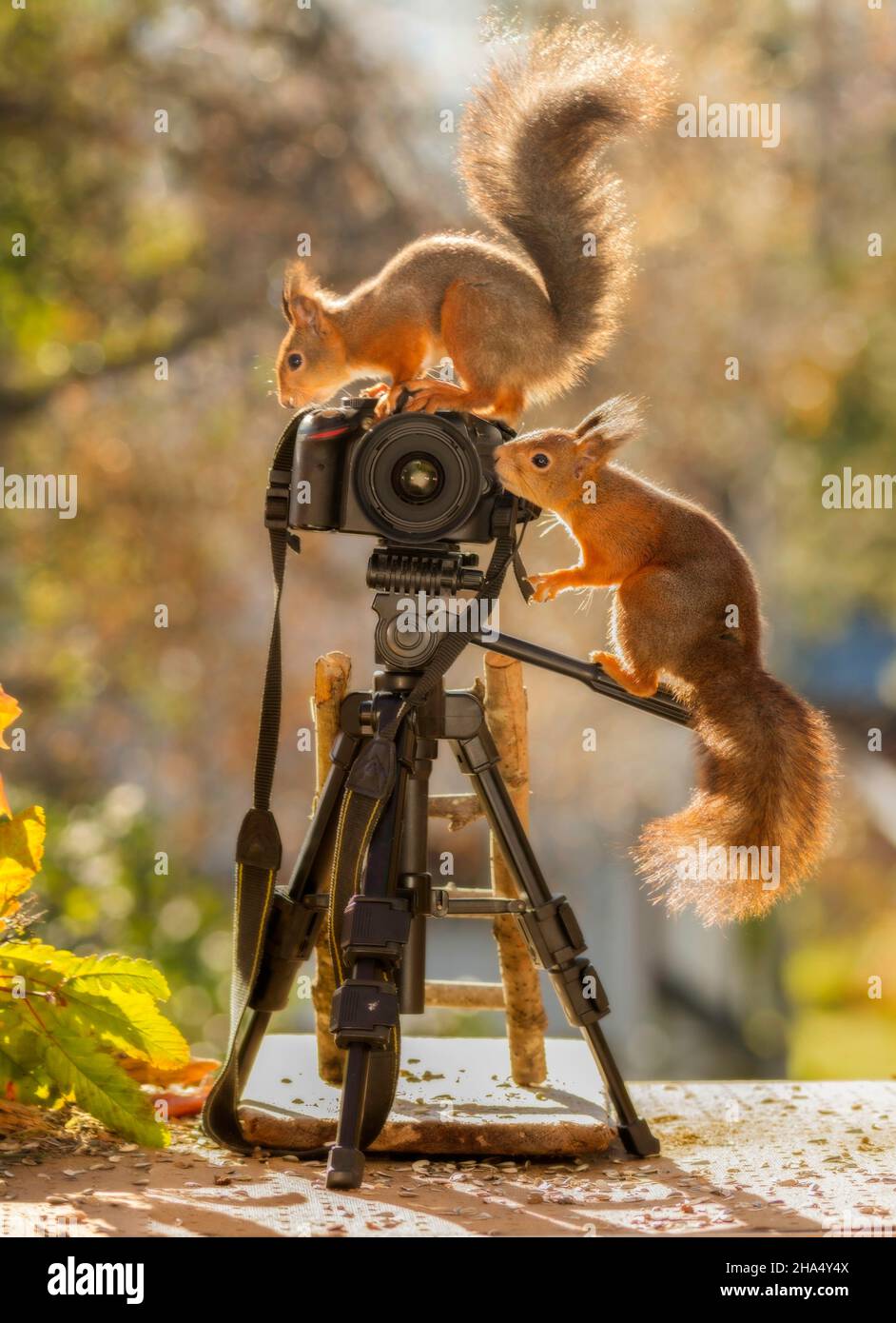 Red squirrel on a camera hi-res stock photography and images - Alamy