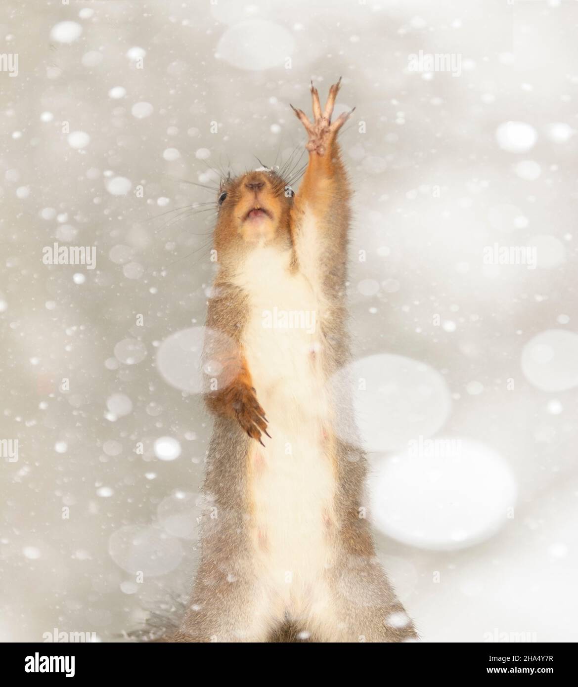 red squirrel is reaching during falling snow Stock Photo - Alamy