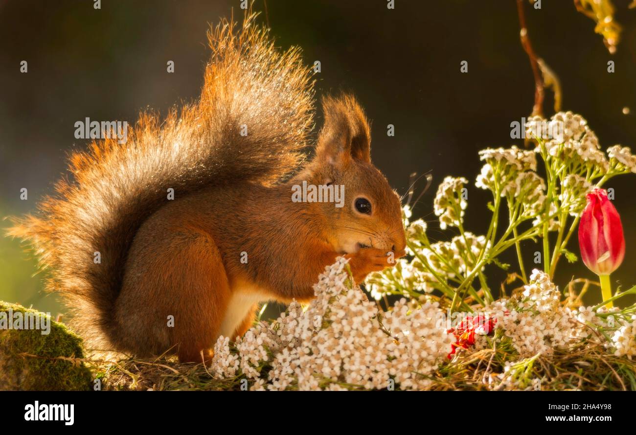 red squirrel standing with flowers with sun behind Stock Photo - Alamy