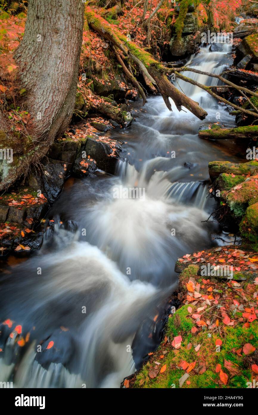 Stream pine trees hi-res stock photography and images - Alamy