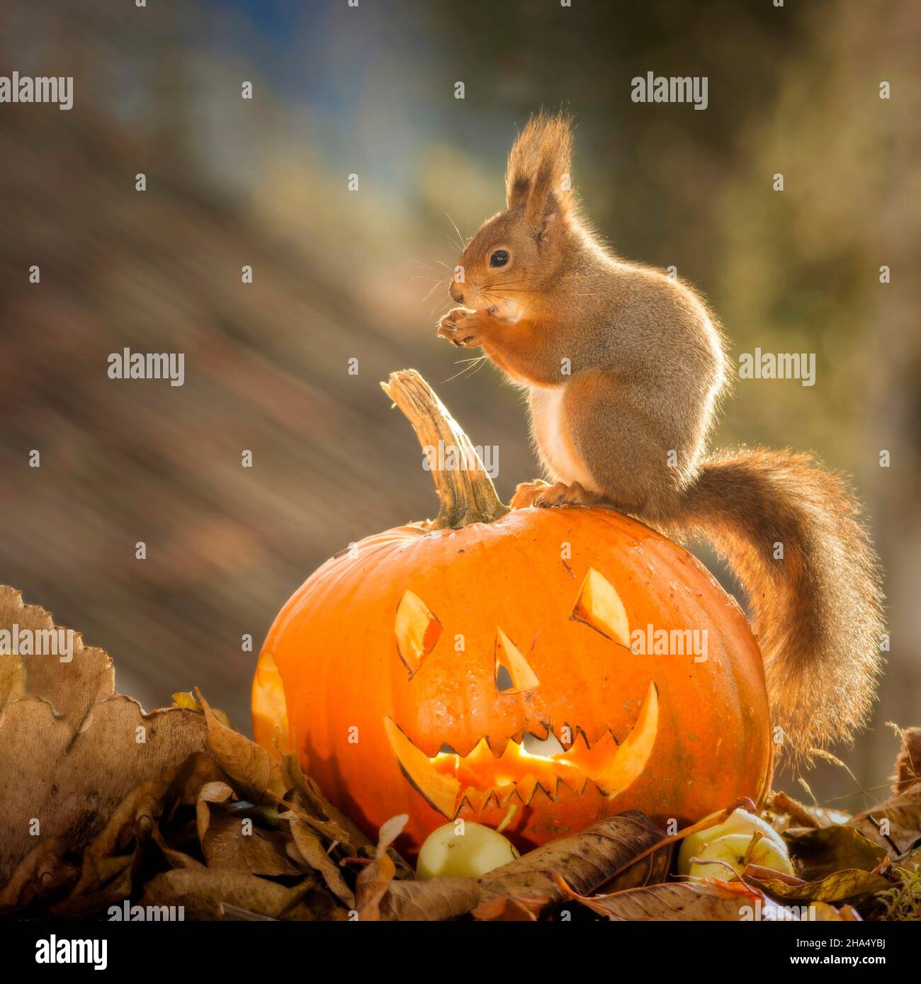 Squirrel Pumpkin Carving