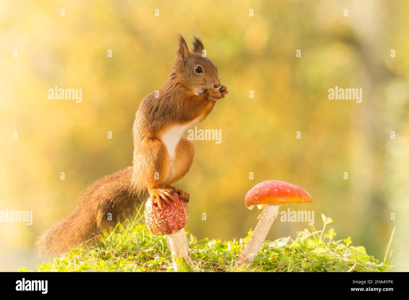 Red squirrel standing on mushroom hi-res stock photography and images ...