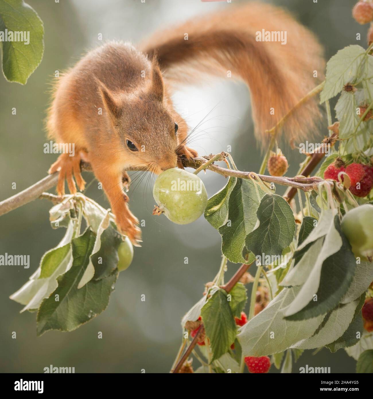 red squirrel standing on a branch with apples and smelling at one Stock ...