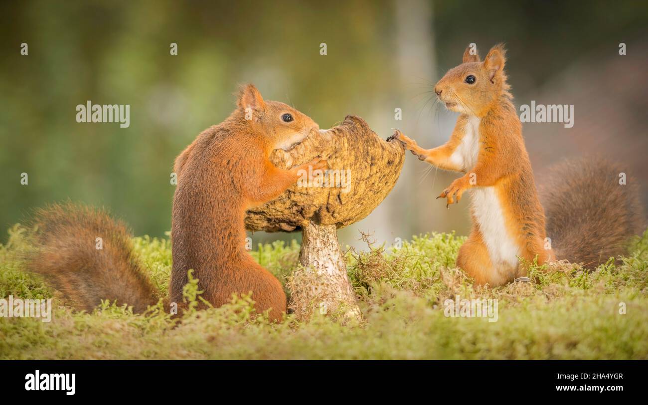 red squirrels standing with mushroom one holding and the other touching ...