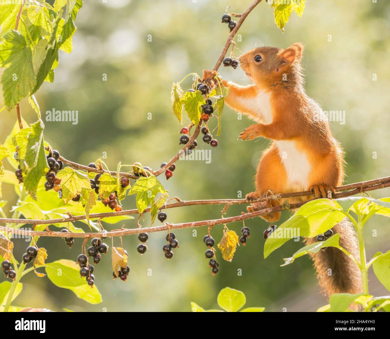 Black squirrel profile hi-res stock photography and images - Alamy