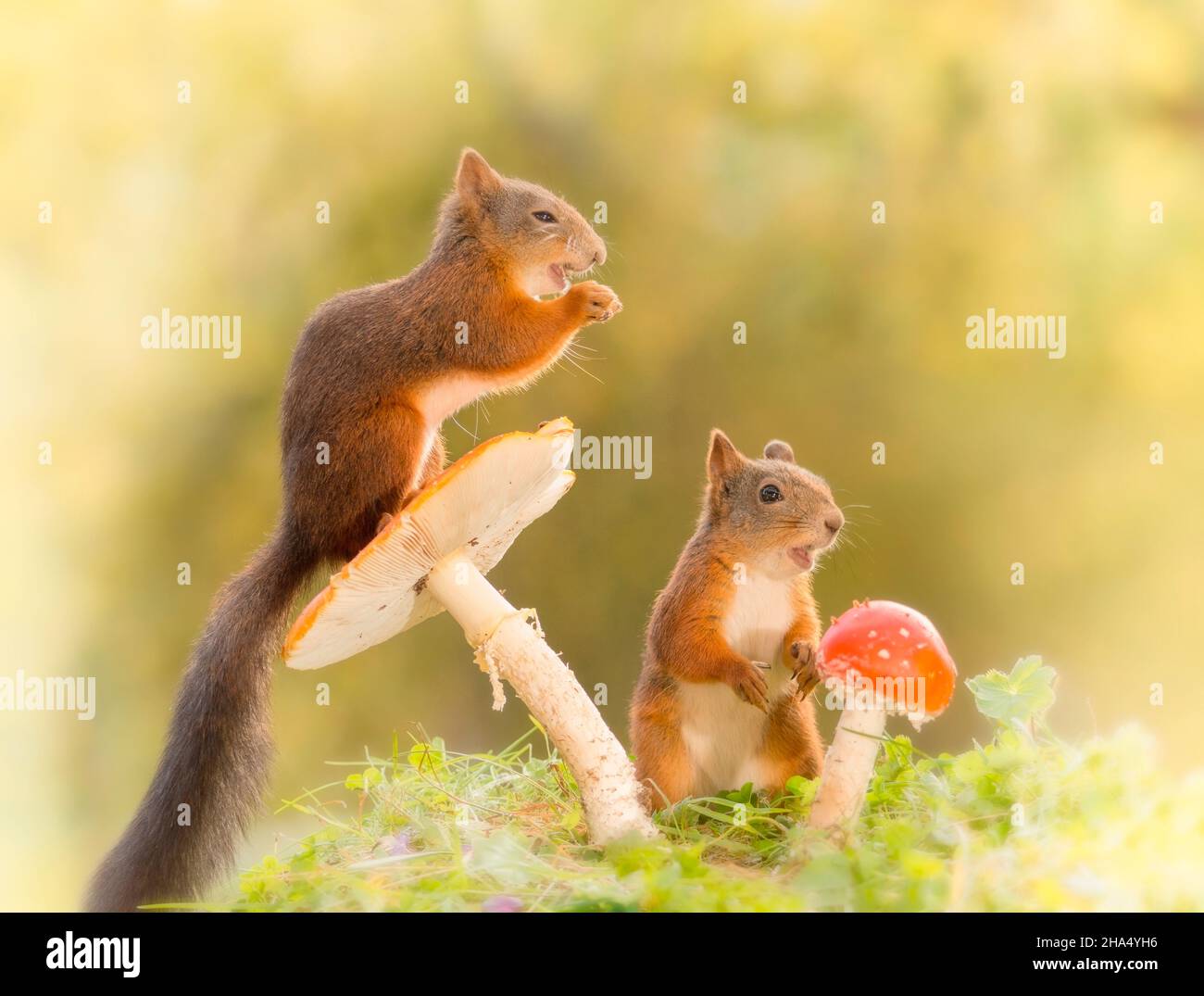 Open mushroom hi-res stock photography and images - Alamy