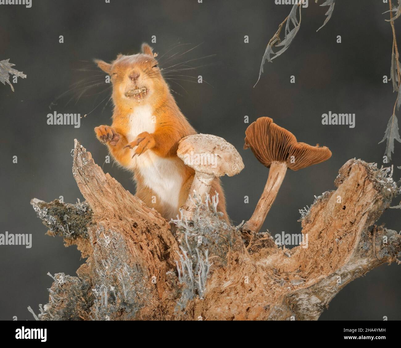 red squirrel standing with mushrooms and branch with leaves with the ...