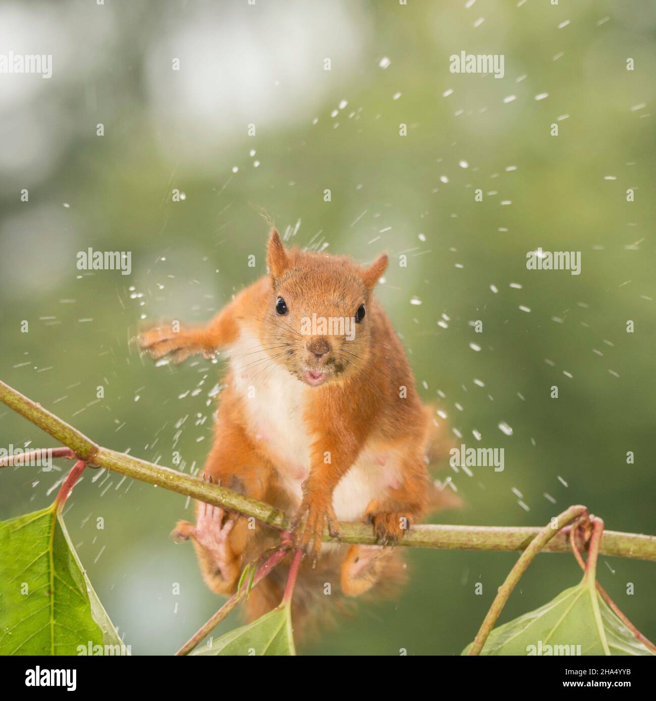 Red squirrel shaking out the water hi-res stock photography and images ...