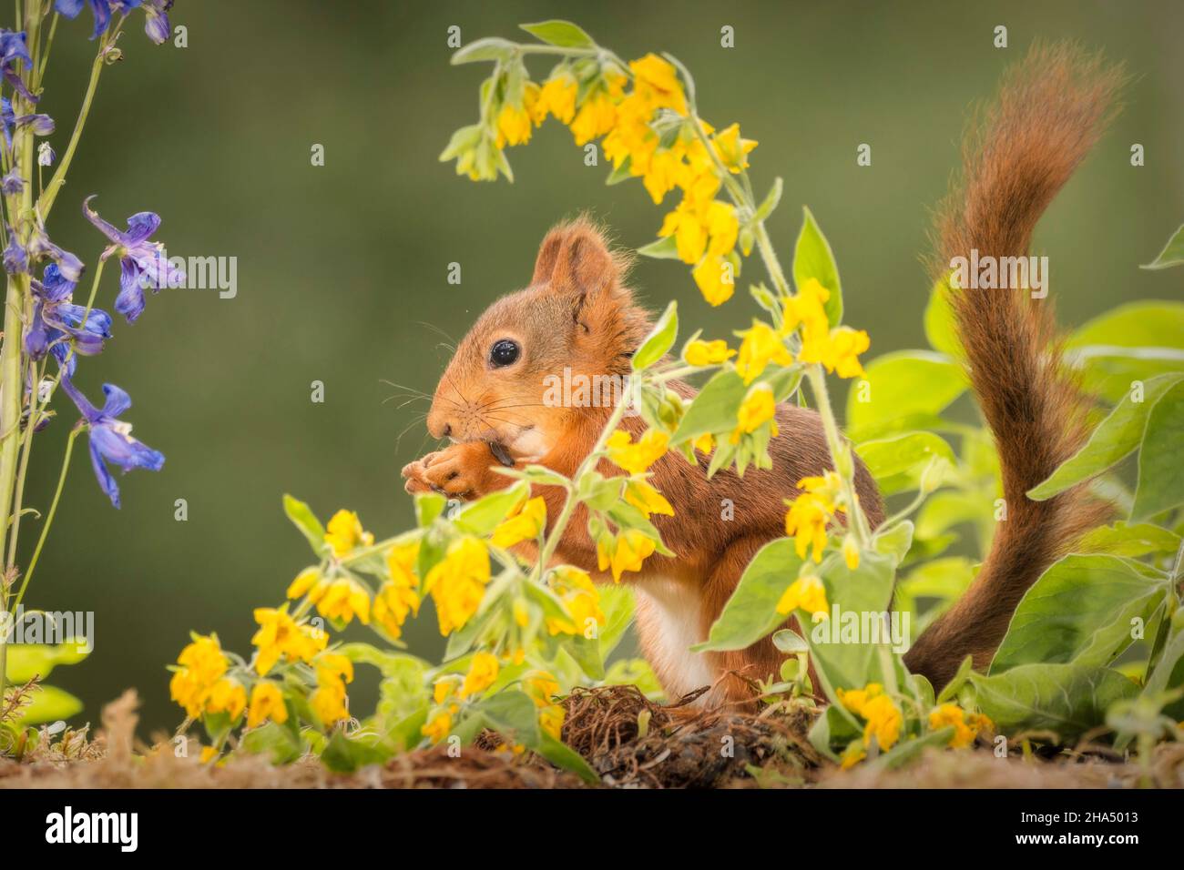 Yellow profile hi-res stock photography and images - Alamy