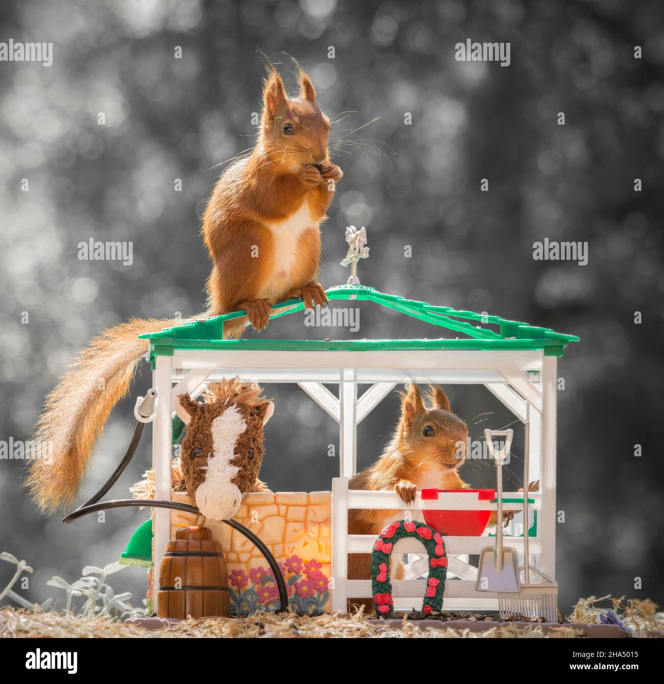 red squirrels standing with a horse on and in a stable Stock Photo - Alamy