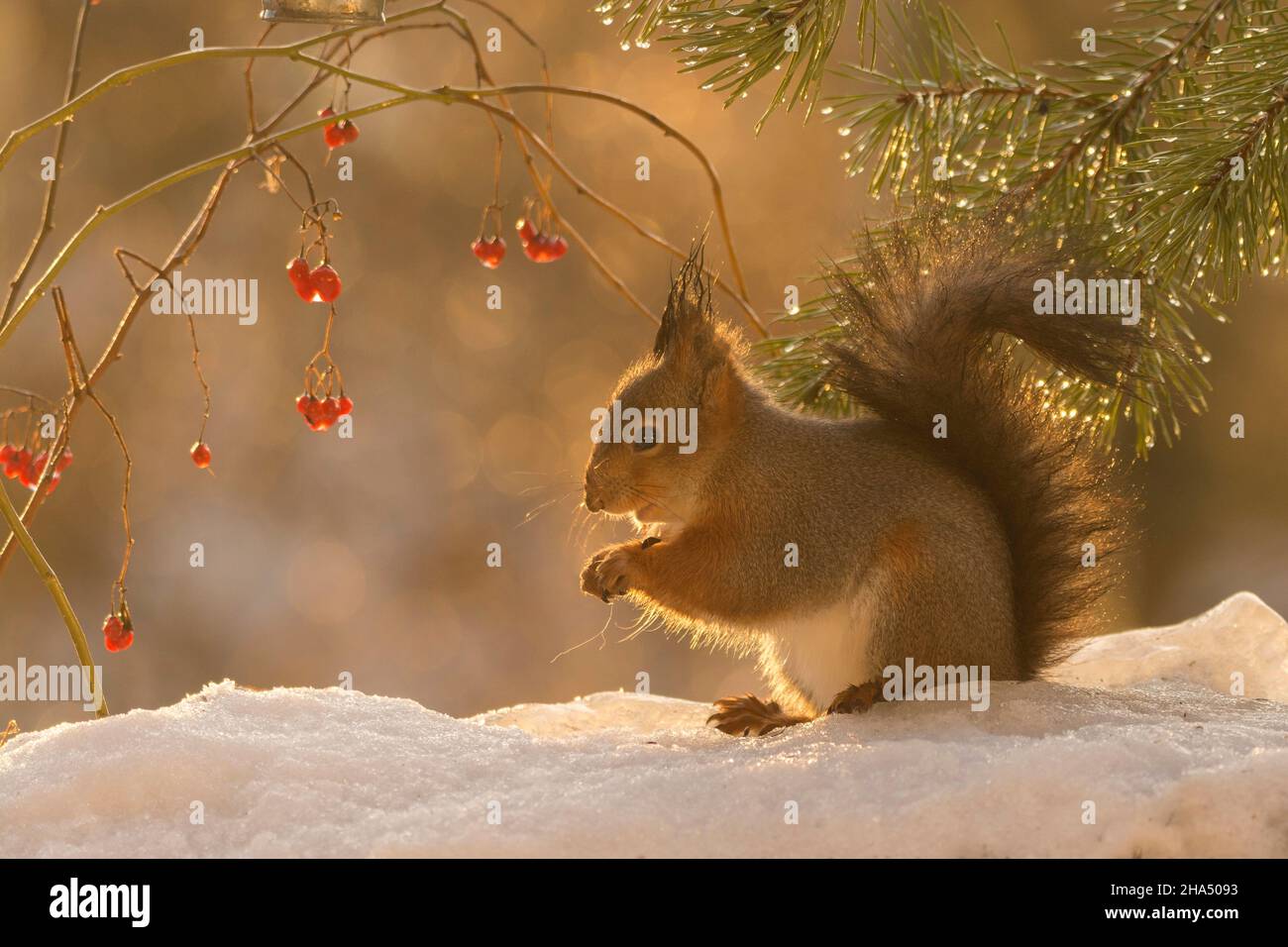 profile of a red squirrel standing on snow with branches with berries ...