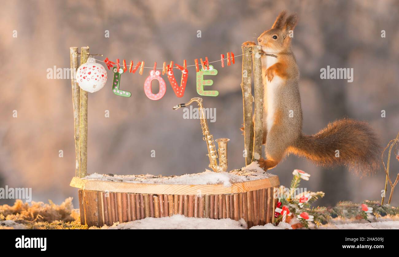 red squirrel standing on stage with a saxophone and word love Stock ...