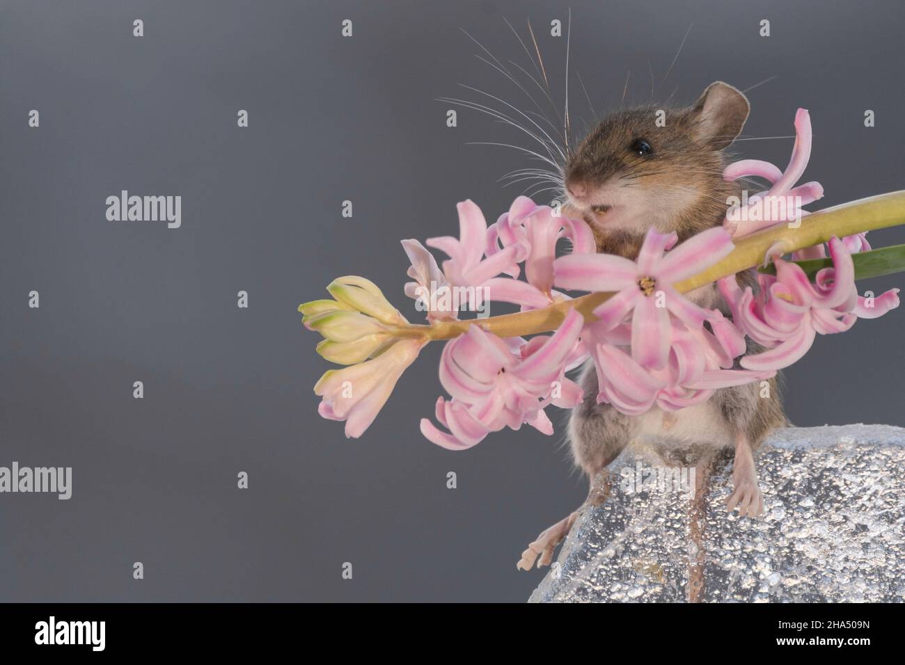 White mouse standing hi-res stock photography and images - Alamy