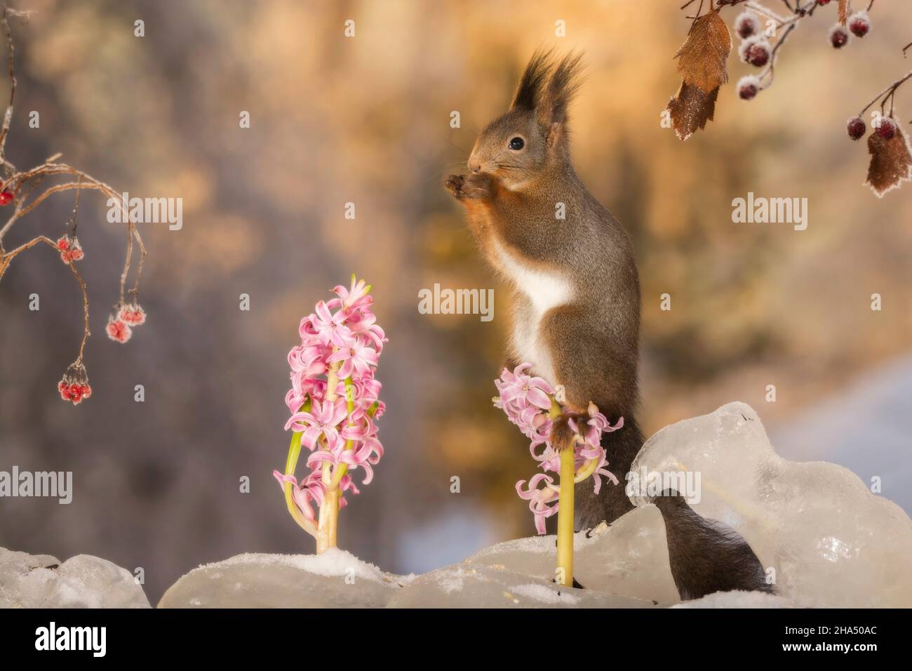 profile of a red squirrel standing on a hyacinth Stock Photo - Alamy